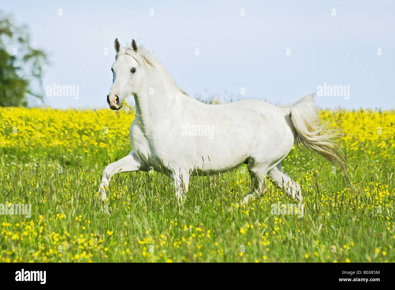 Grey arab trot hi-res stock photography and images - Alamy