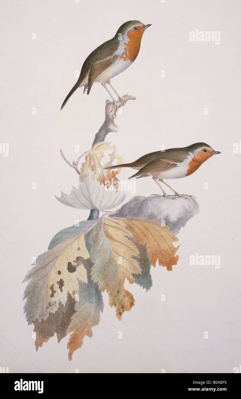 Pair of robins hi-res stock photography and images - Alamy