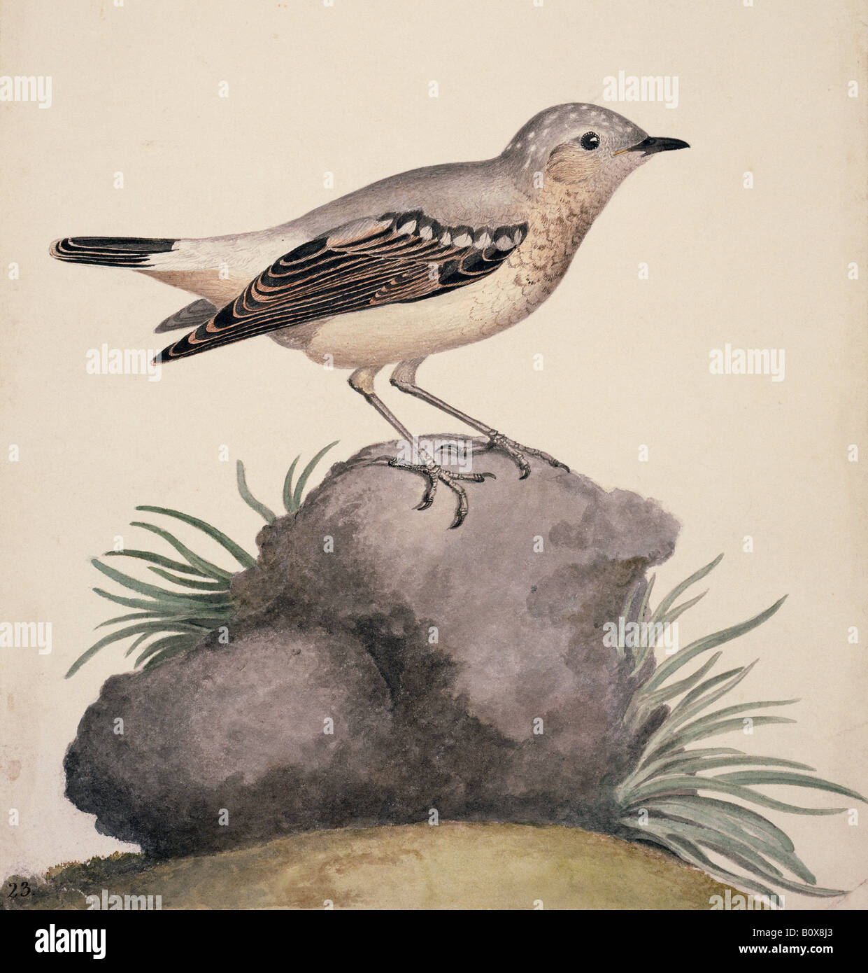 Northern wheatear tail hi-res stock photography and images - Alamy