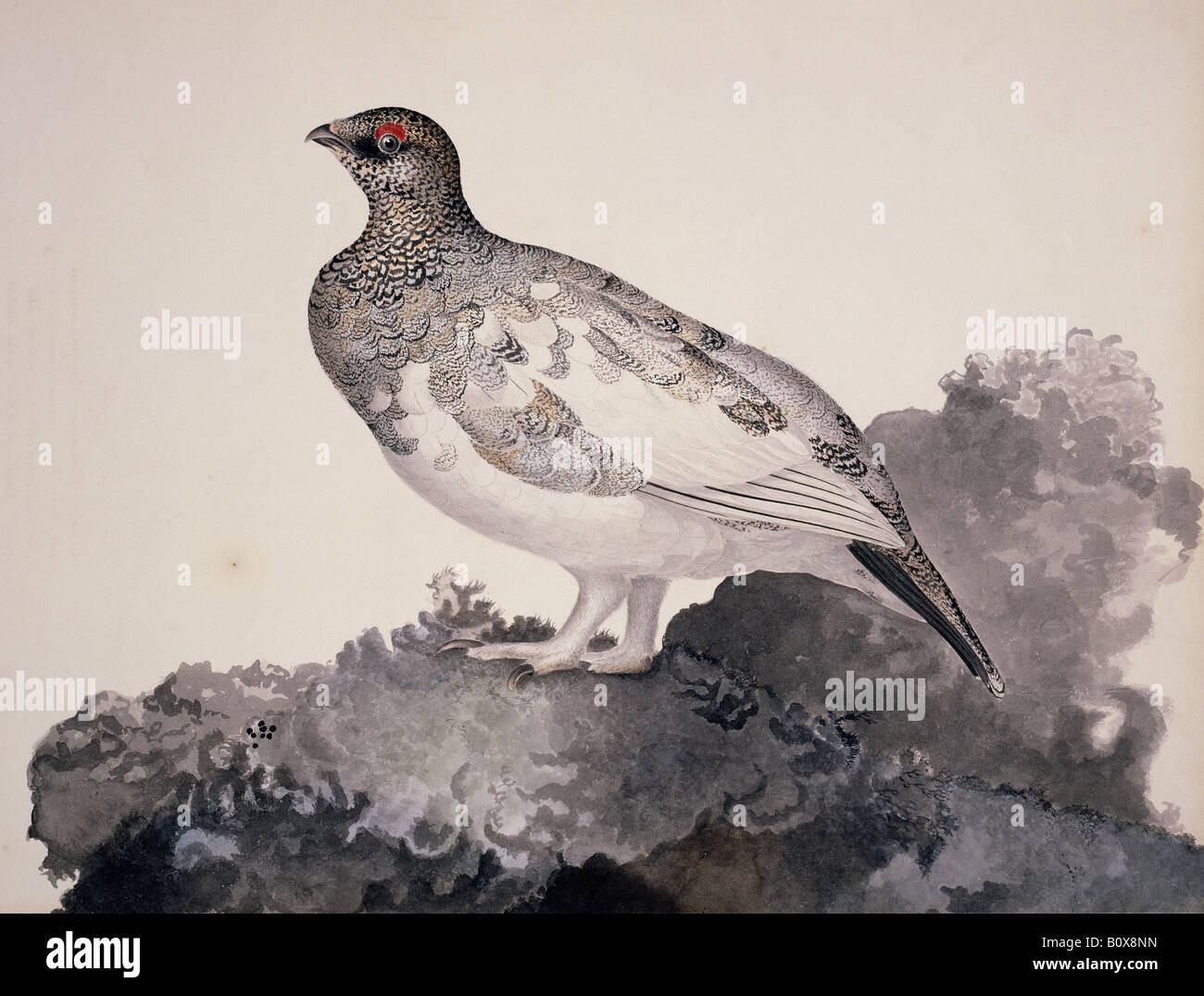 Lagopus mutus, ptarmigan Stock Photo - Alamy