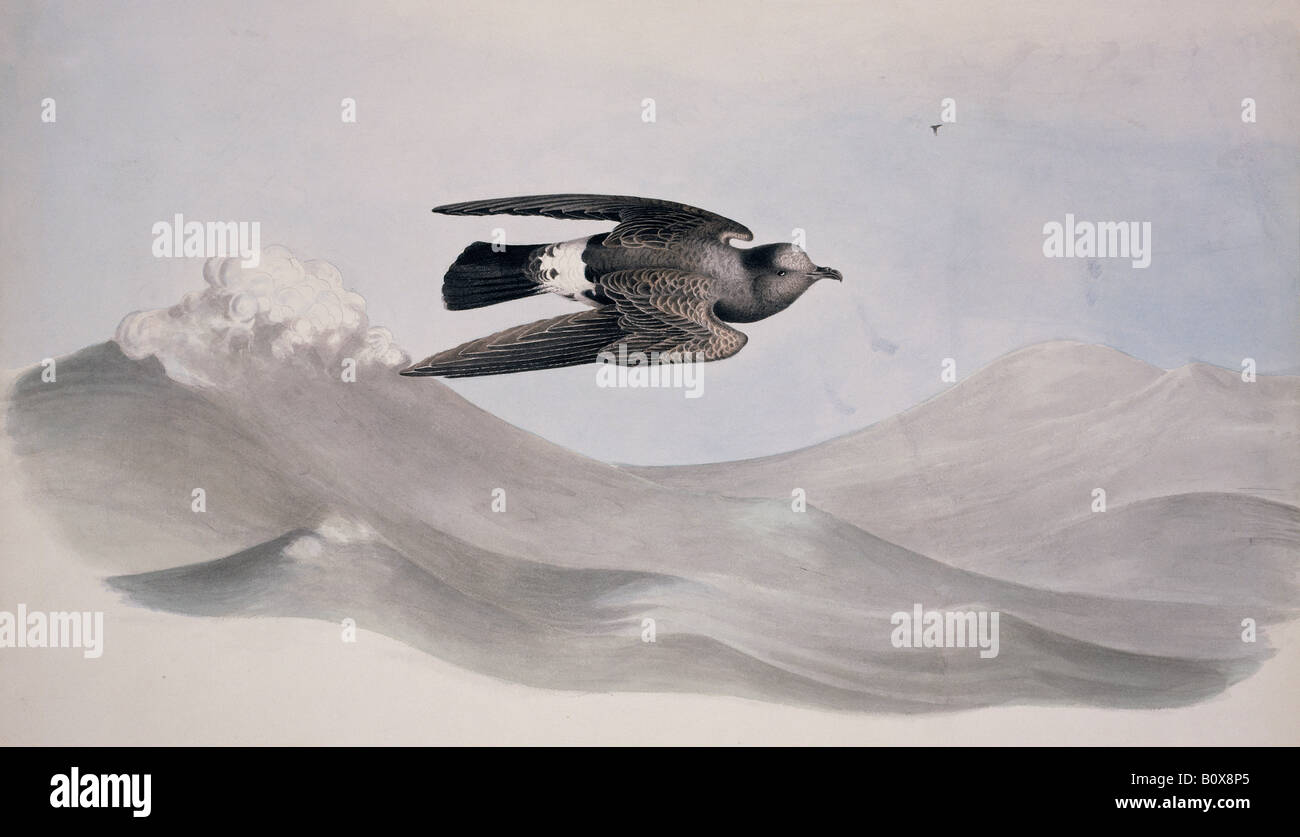 Hydrobates pleagicus hi-res stock photography and images - Alamy