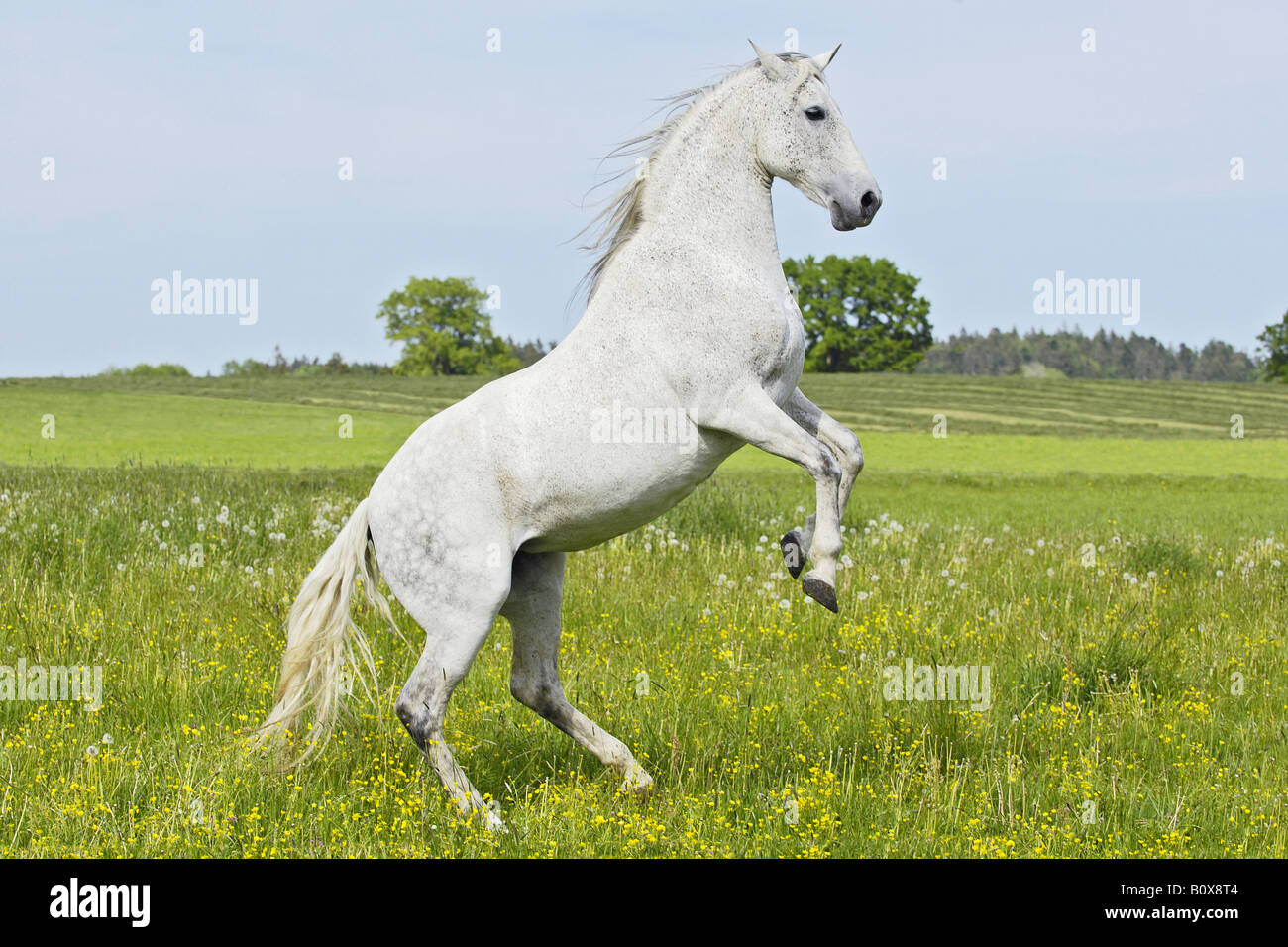 Andalusian horse mare - rearing Stock Photo - Alamy
