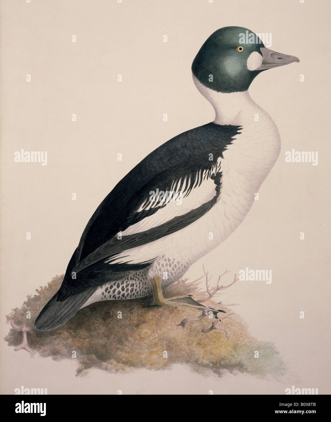 Bucephala clangula, common goldeneye Stock Photo - Alamy