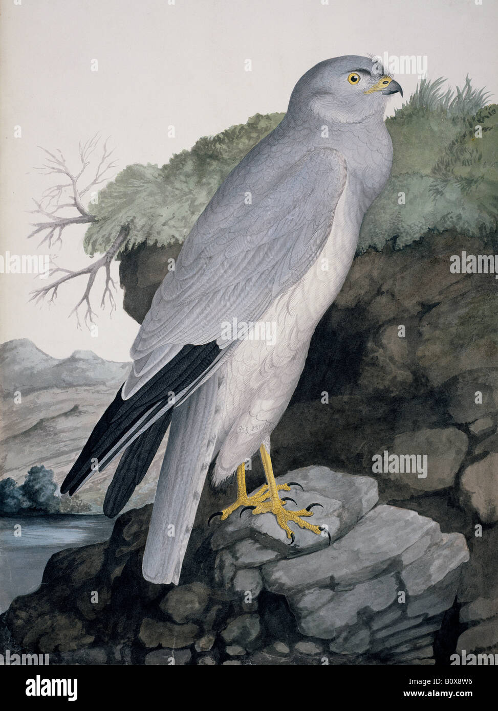 William macgillivray harrier hi-res stock photography and images - Alamy