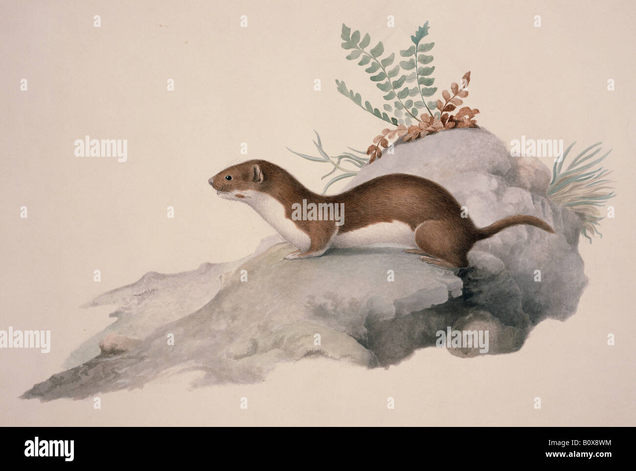 Mustela nivalis, least weasel Stock Photo - Alamy