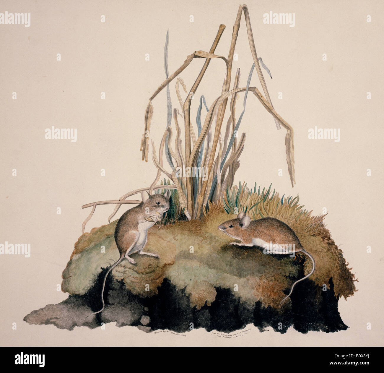 Long tailed rodent hi-res stock photography and images - Alamy