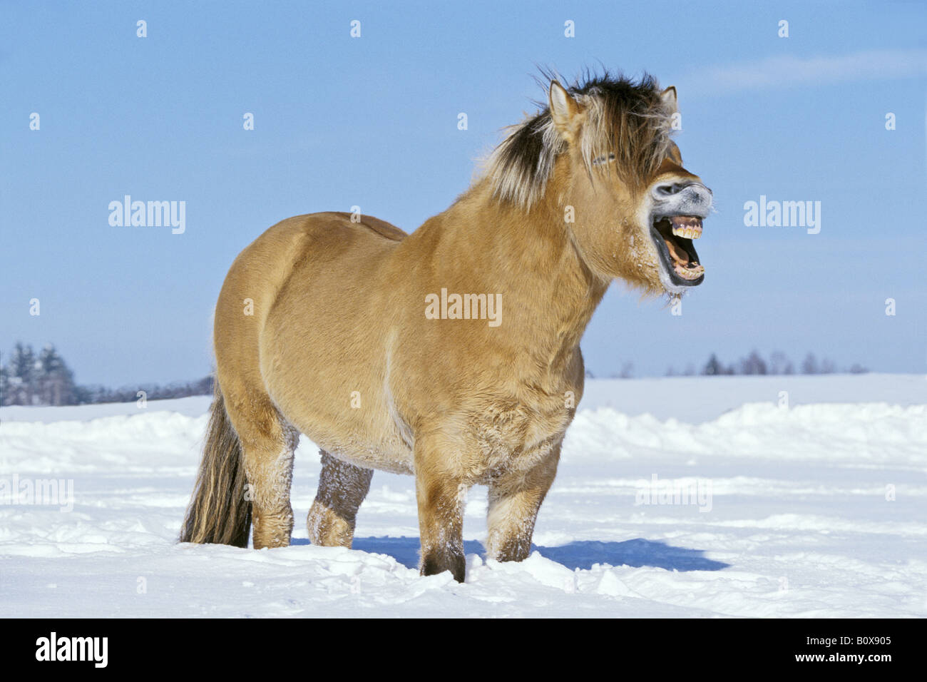 Horse pony yawn yawning hi-res stock photography and images - Alamy