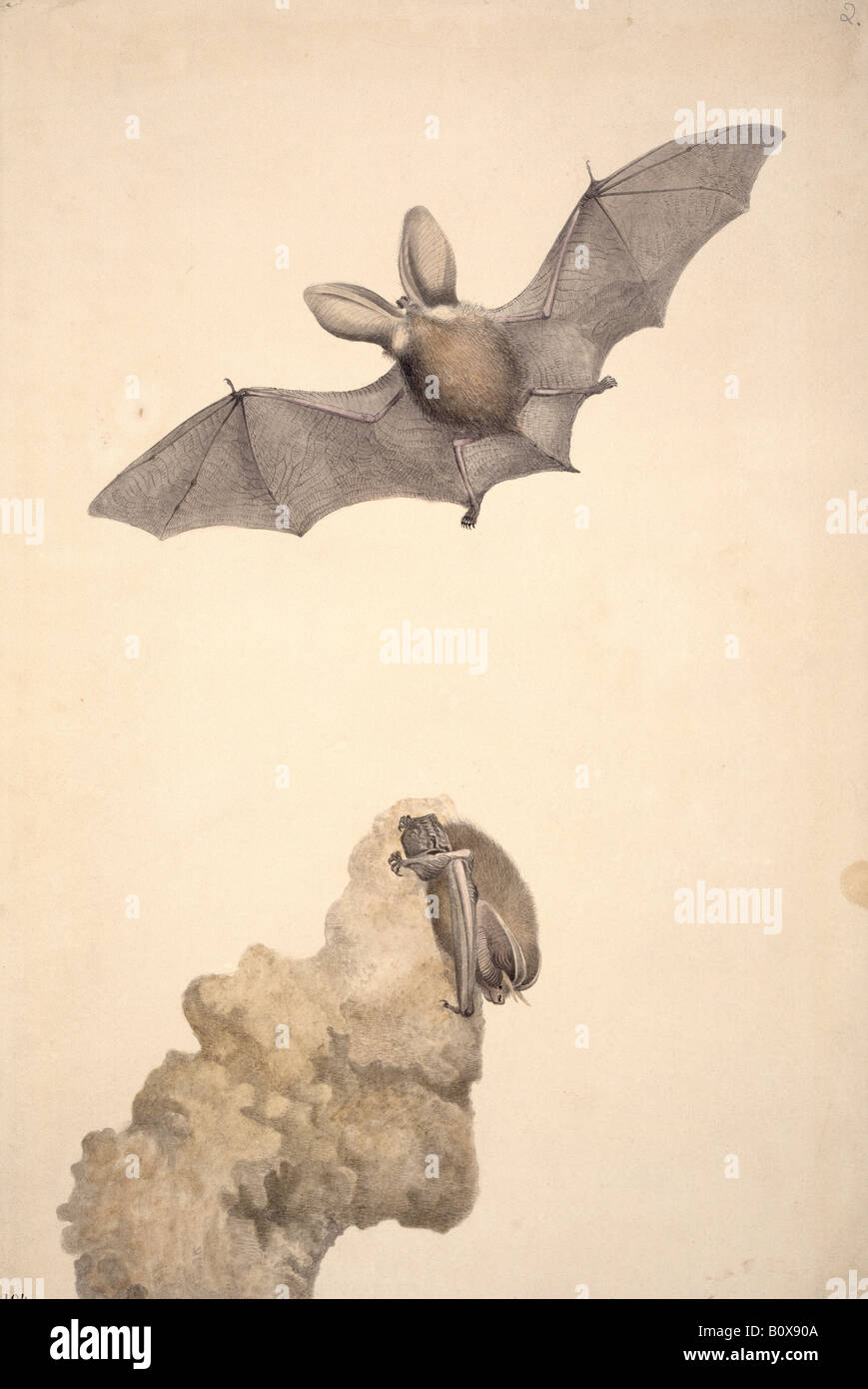 Brown long eared bat drawing hi-res stock photography and images - Alamy