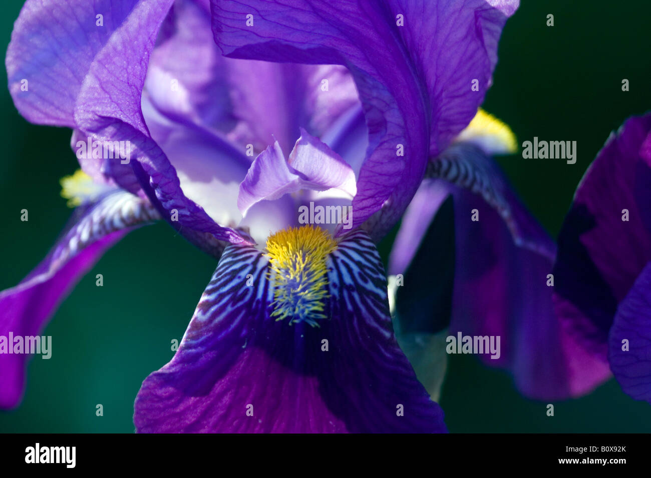 Pink iris flower hi-res stock photography and images - Alamy