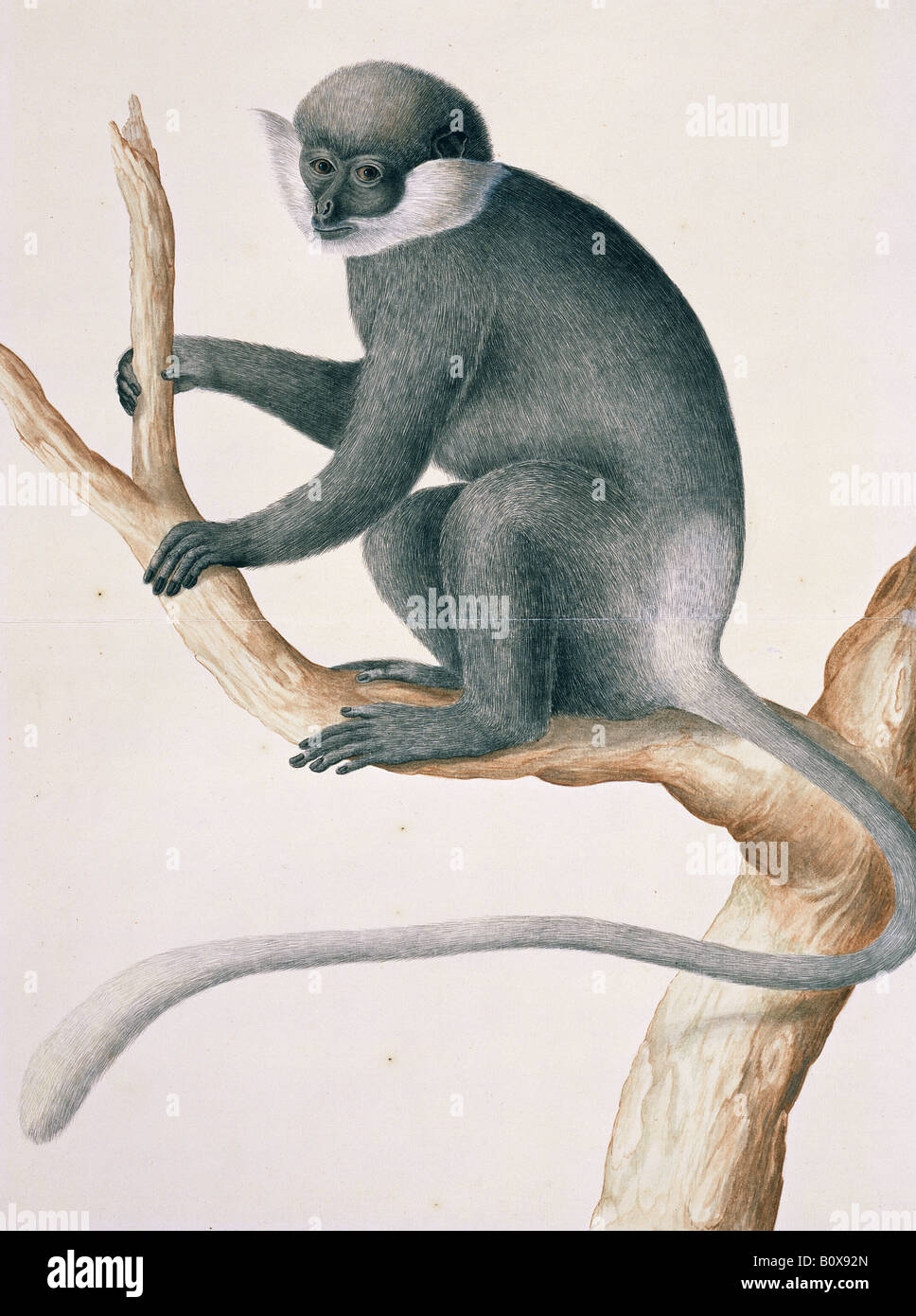 Trachypithecus vetulus, purple-faced leaf monkey Stock Photo - Alamy