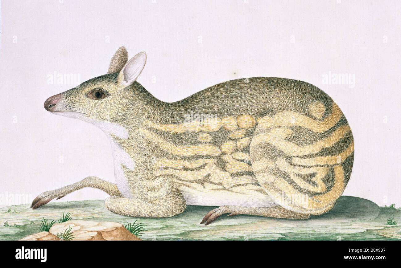 Moschiola meminna, Indian spotted chevrotain illustration Stock Photo ...