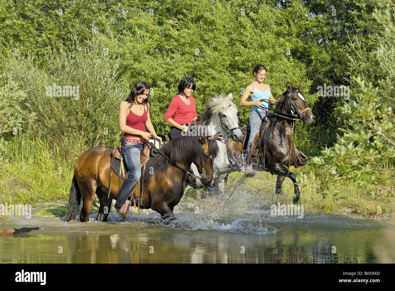 Three female riders on Paso Fino horses in water. Germany Stock Photo ...
