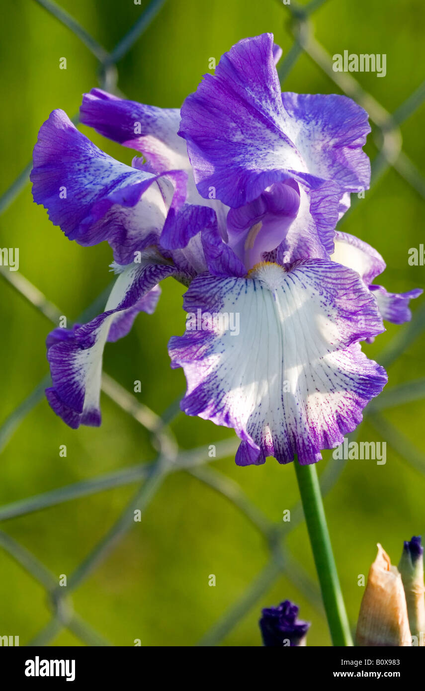 Pink iris flower hi-res stock photography and images - Alamy