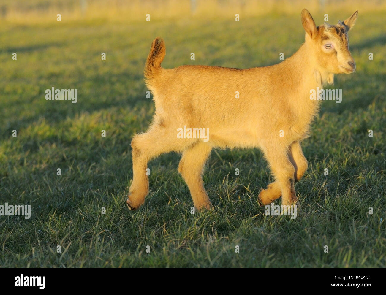 Go goat hi-res stock photography and images - Alamy