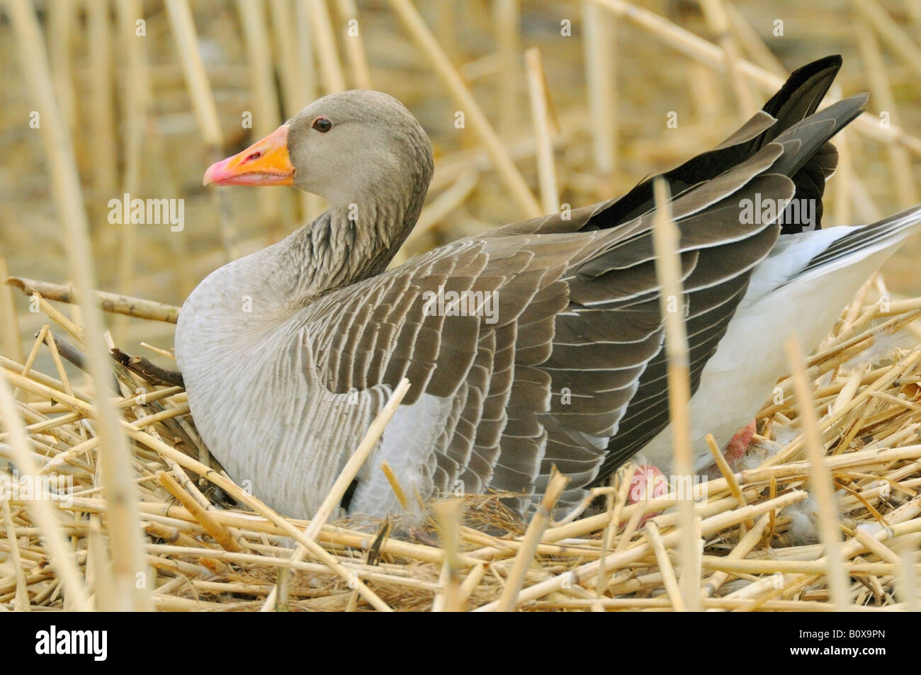 Nest Of Goose High Resolution Stock Photography and Images - Alamy