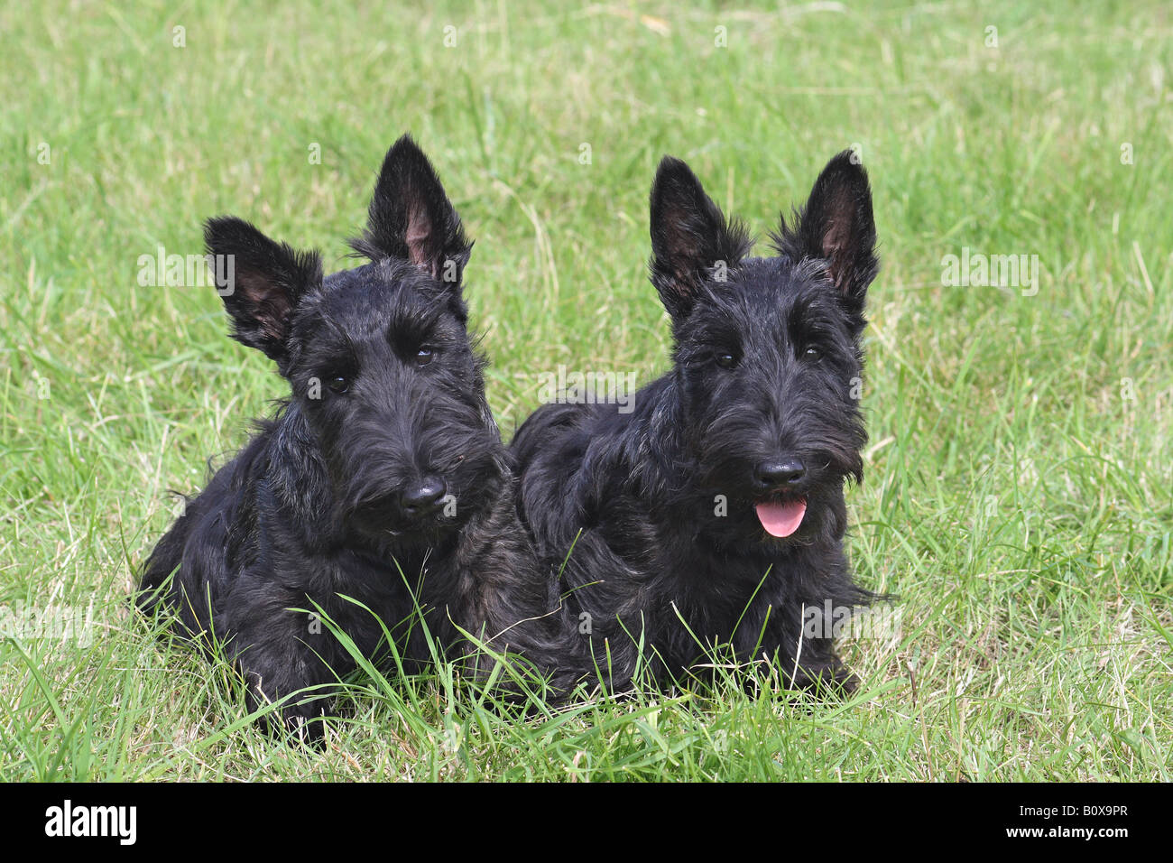 two young scottish terrier - sitting on meadow Stock Photo - Alamy