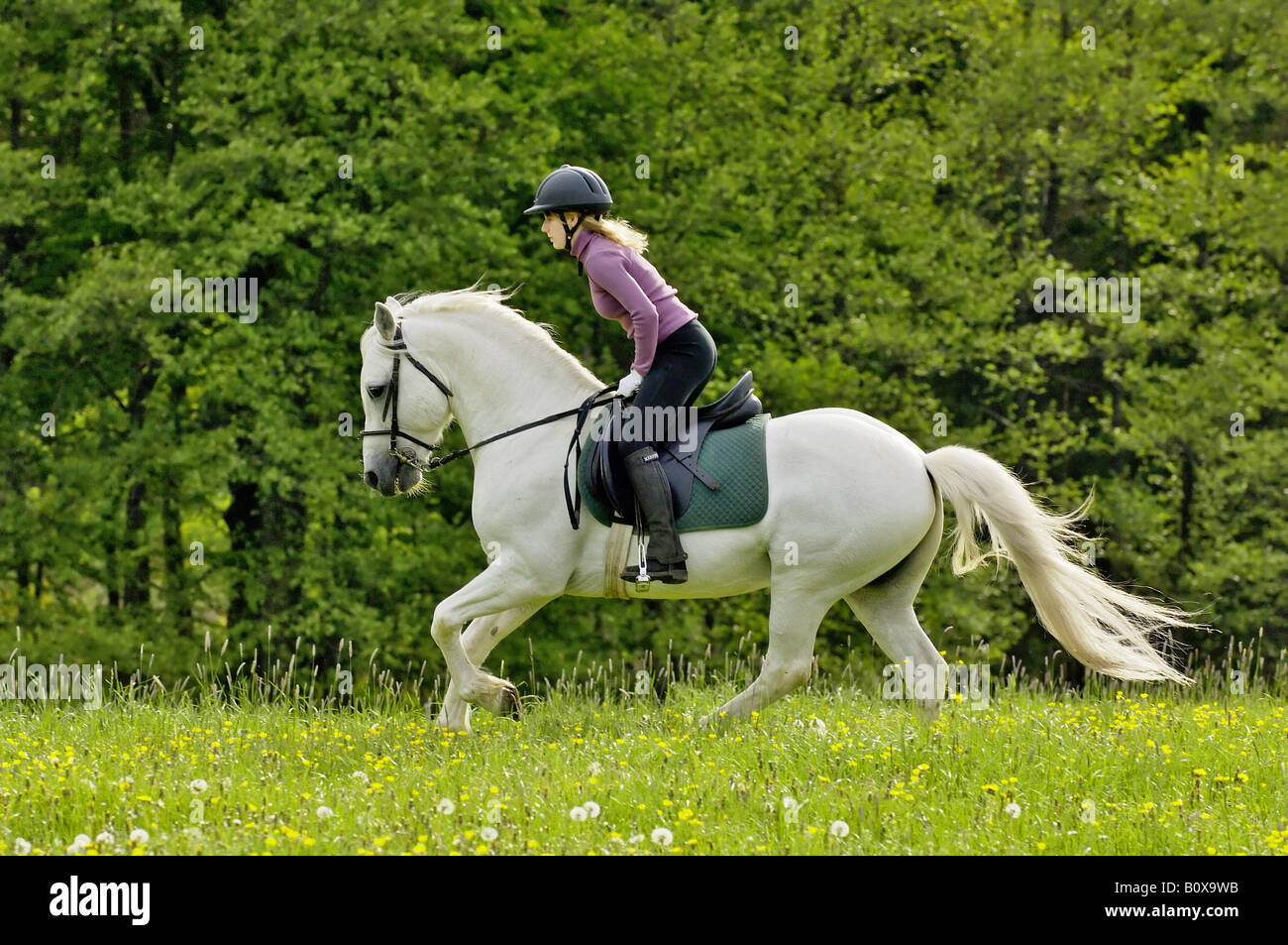 Connemara pony stallion white hi-res stock photography and images - Alamy