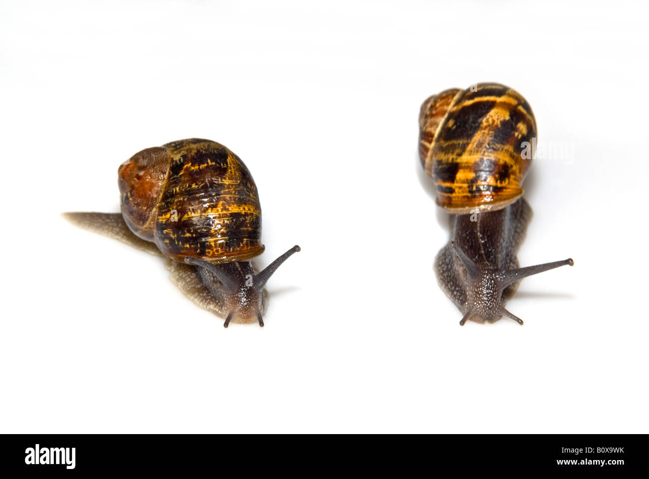 Horizontal macro of two common garden snails [Helix Aspersa] on a pure ...