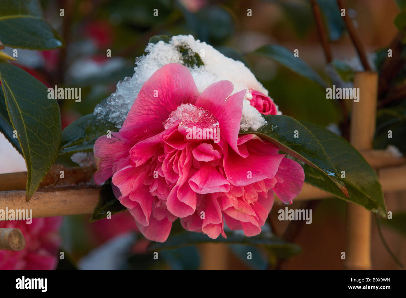 Pink camelia flower hi-res stock photography and images - Alamy