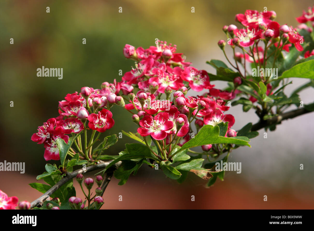 Hawthorn crimson cloud hi-res stock photography and images - Alamy