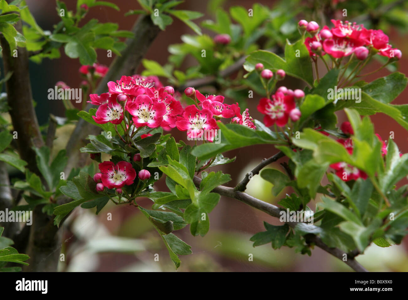 Hawthorn crimson cloud hi-res stock photography and images - Alamy