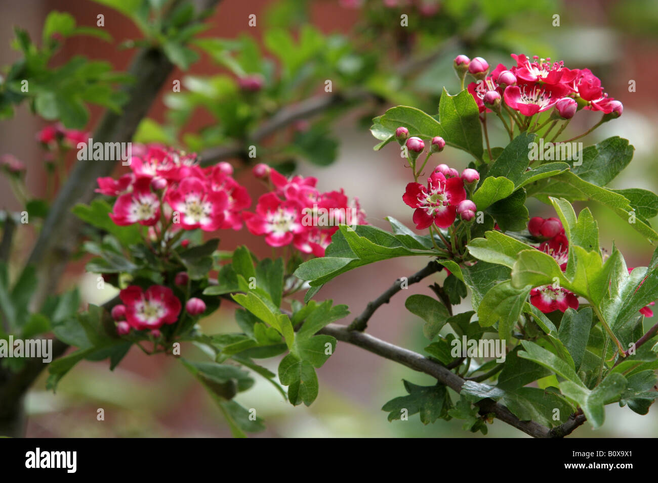 Hawthorn crimson cloud hi-res stock photography and images - Alamy