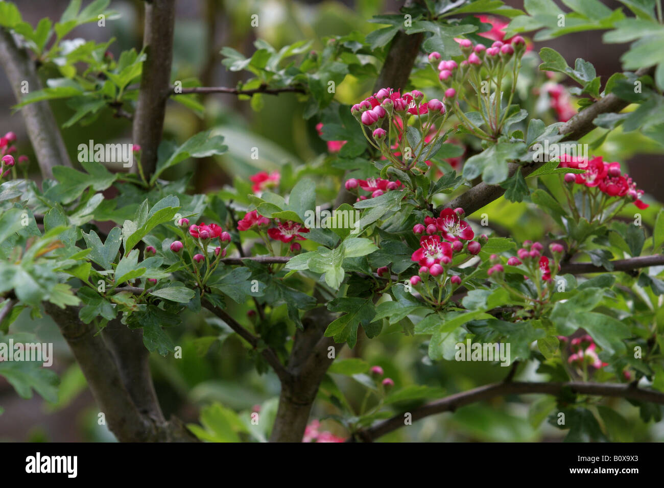 Hawthorn crimson cloud hi-res stock photography and images - Alamy