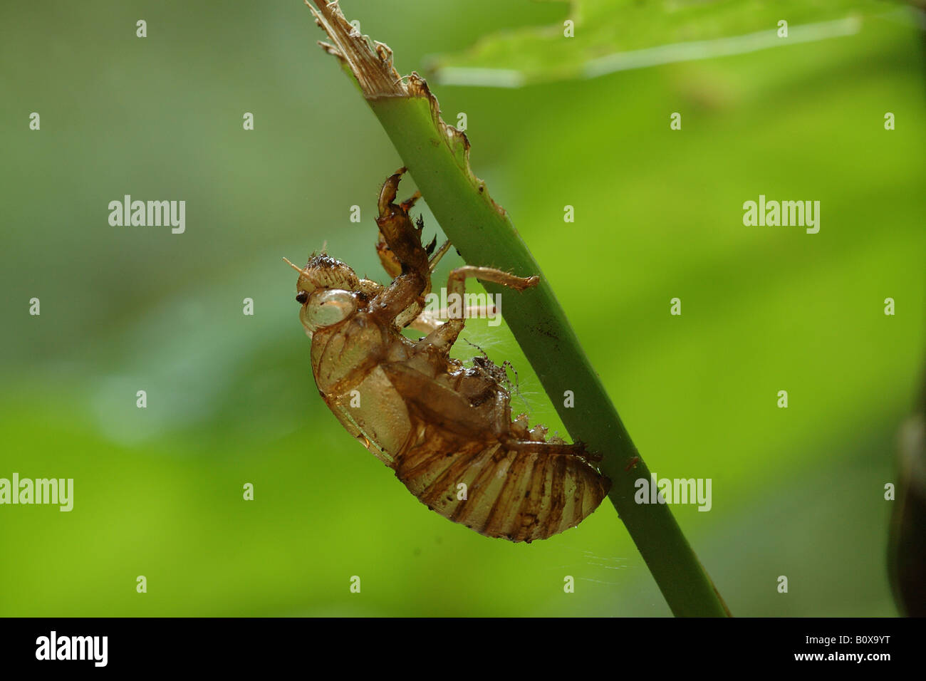 exuvia cicala Cicada sp foresta pluviale rain forest Costarica costa ...