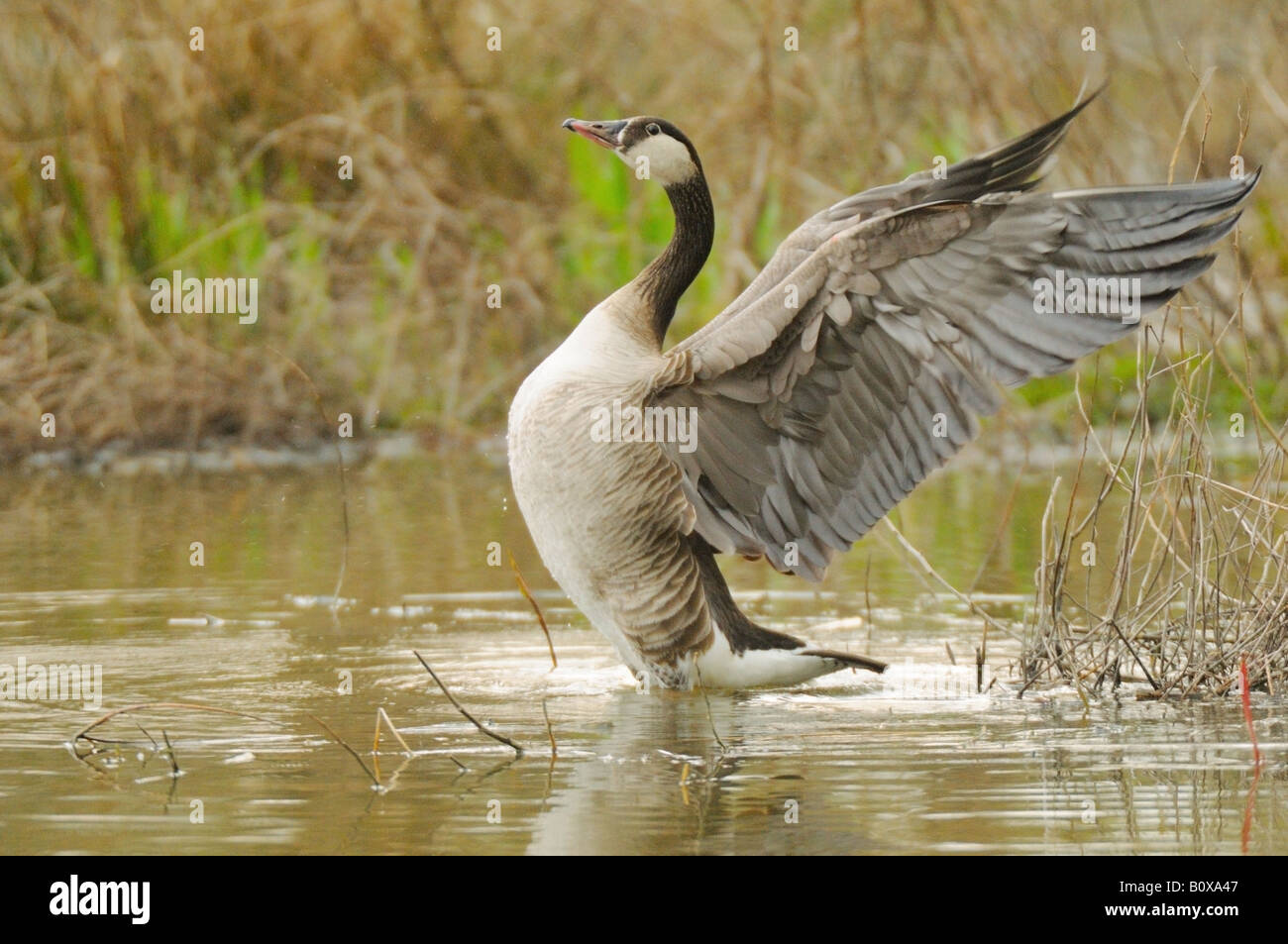 Goose in water hi-res stock photography and images - Alamy