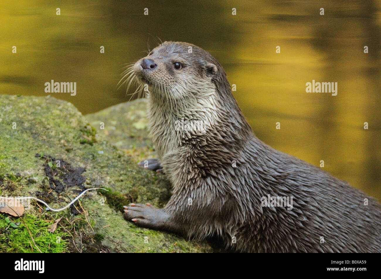 European River Otter (Lutra lutra) on riverbank Stock Photo - Alamy