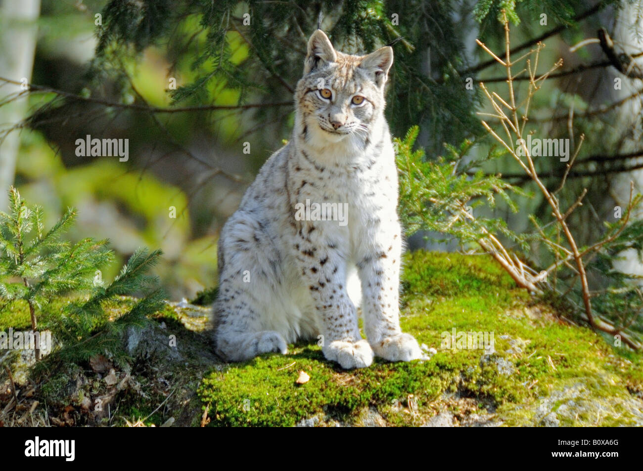 young lynx - sitting / Lynx lynx Stock Photo - Alamy