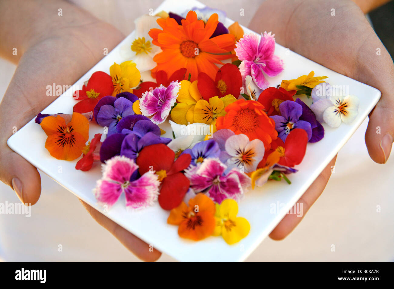 Edible carnation flowers hi-res stock photography and images - Alamy