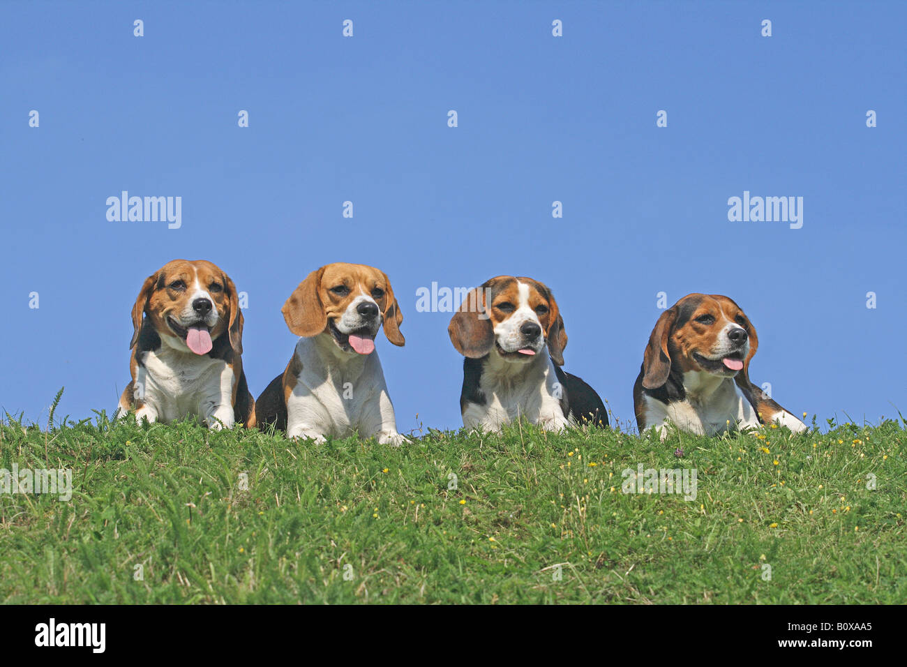 four beagle - lying on meadow Stock Photo - Alamy