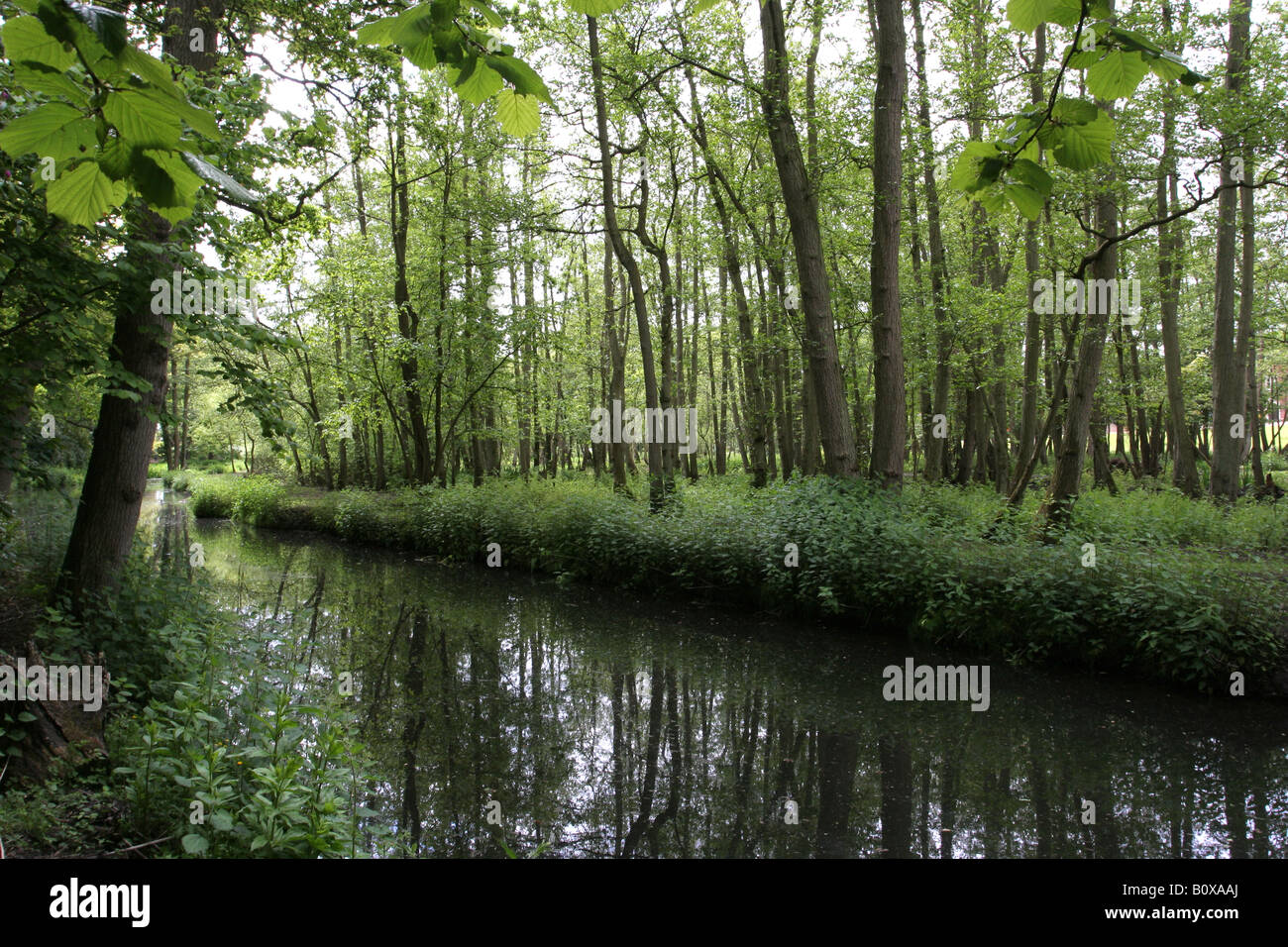 woodland fairhaven south walsham acle norfolk England Stock Photo - Alamy