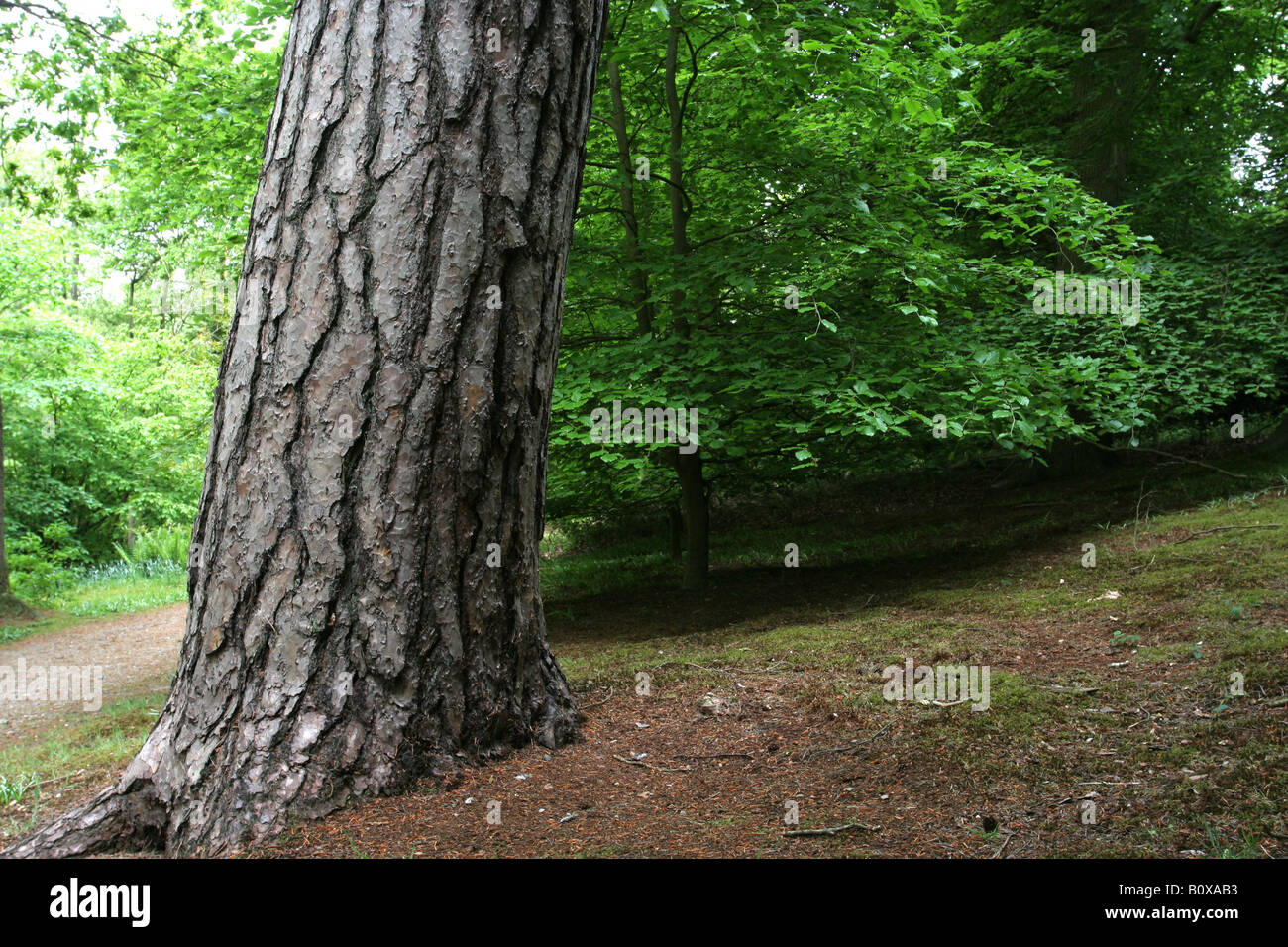 Norfolk pine tree hi-res stock photography and images - Alamy