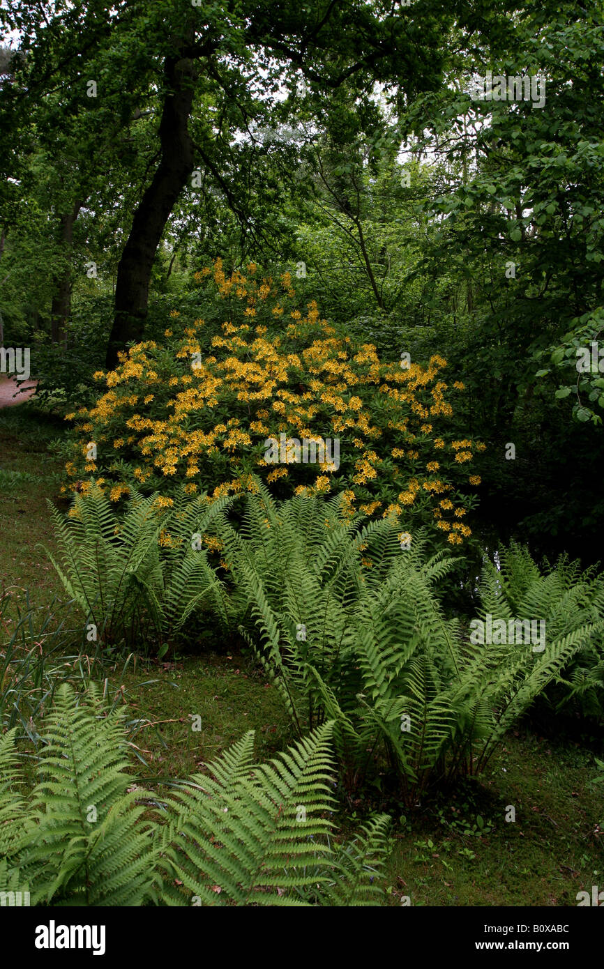 Fairhaven woodland hi-res stock photography and images - Alamy