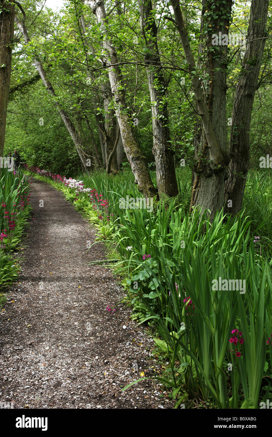 fairhaven woodland garden,primula Stock Photo - Alamy