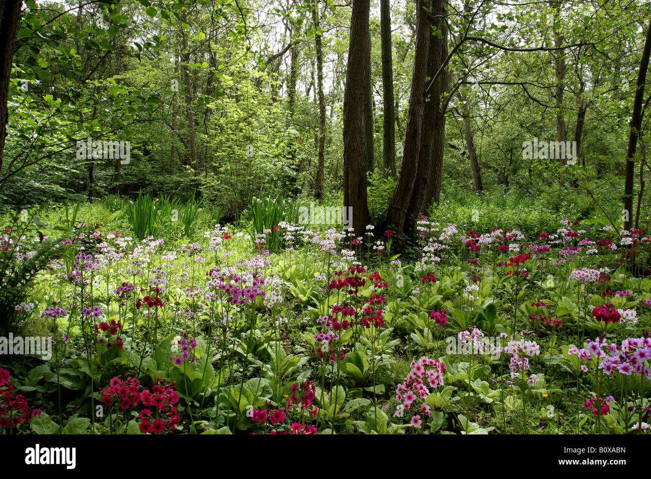 Fairhaven woodland hi-res stock photography and images - Alamy