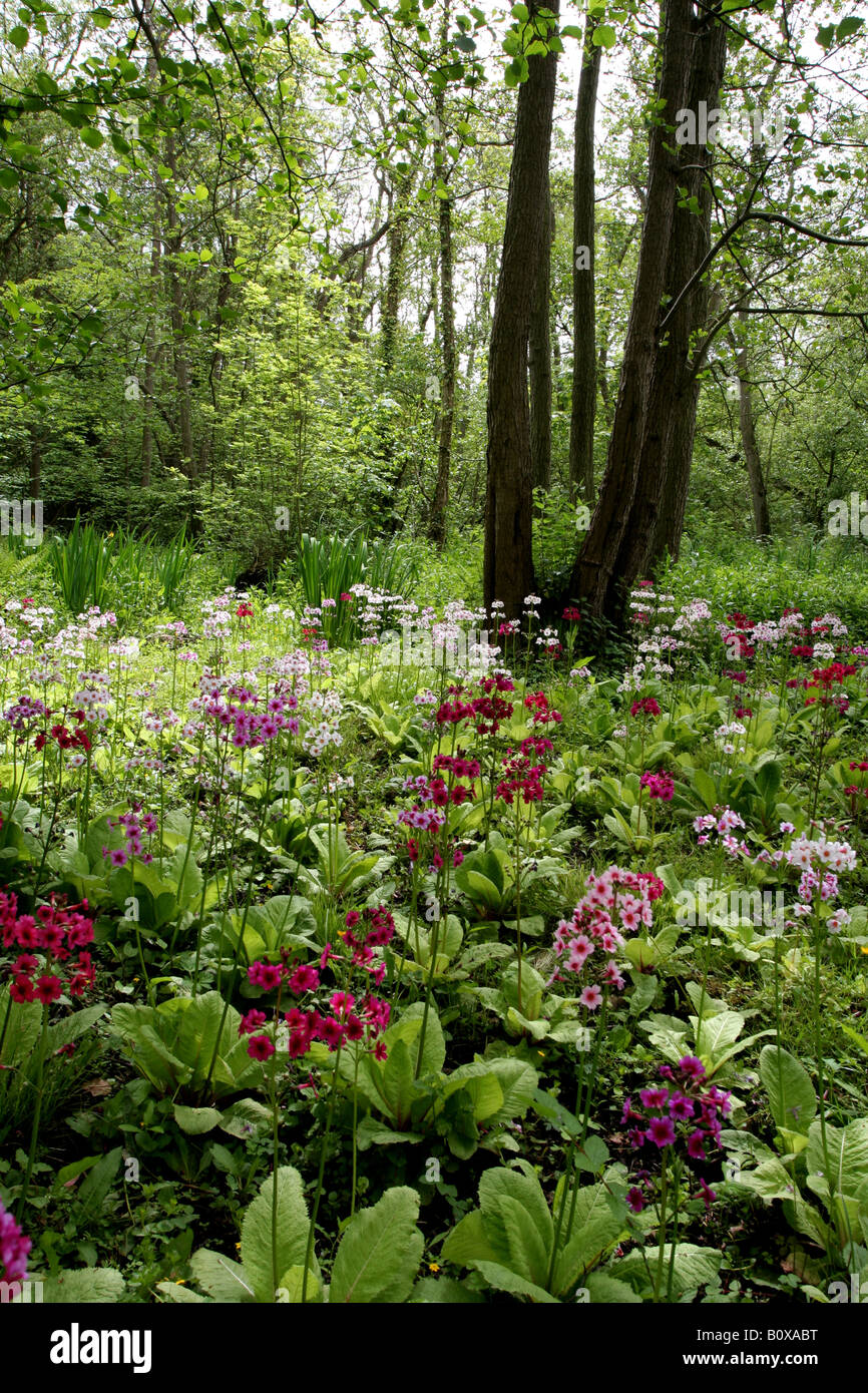 fairhaven woodland garden acle norfolk England Stock Photo - Alamy
