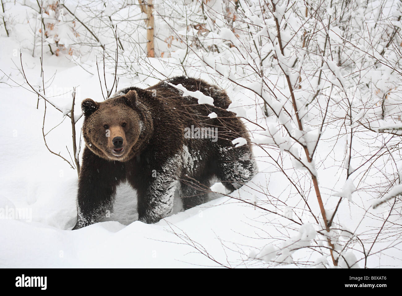 brown bear - standing in snow / ursus arctos Stock Photo - Alamy