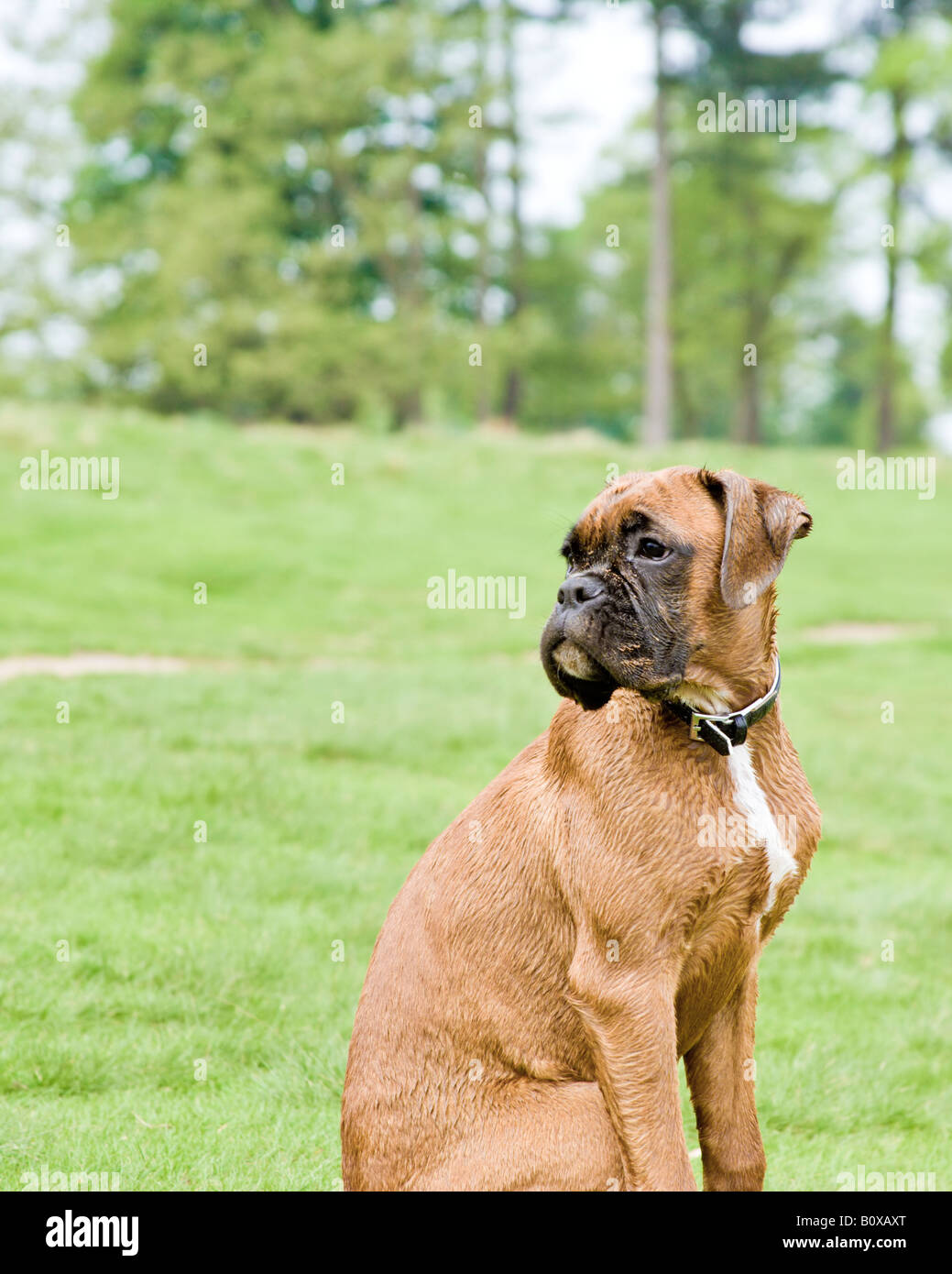 A bitch boxer dog/puppy sat proudly, looking backwards with a grass and ...