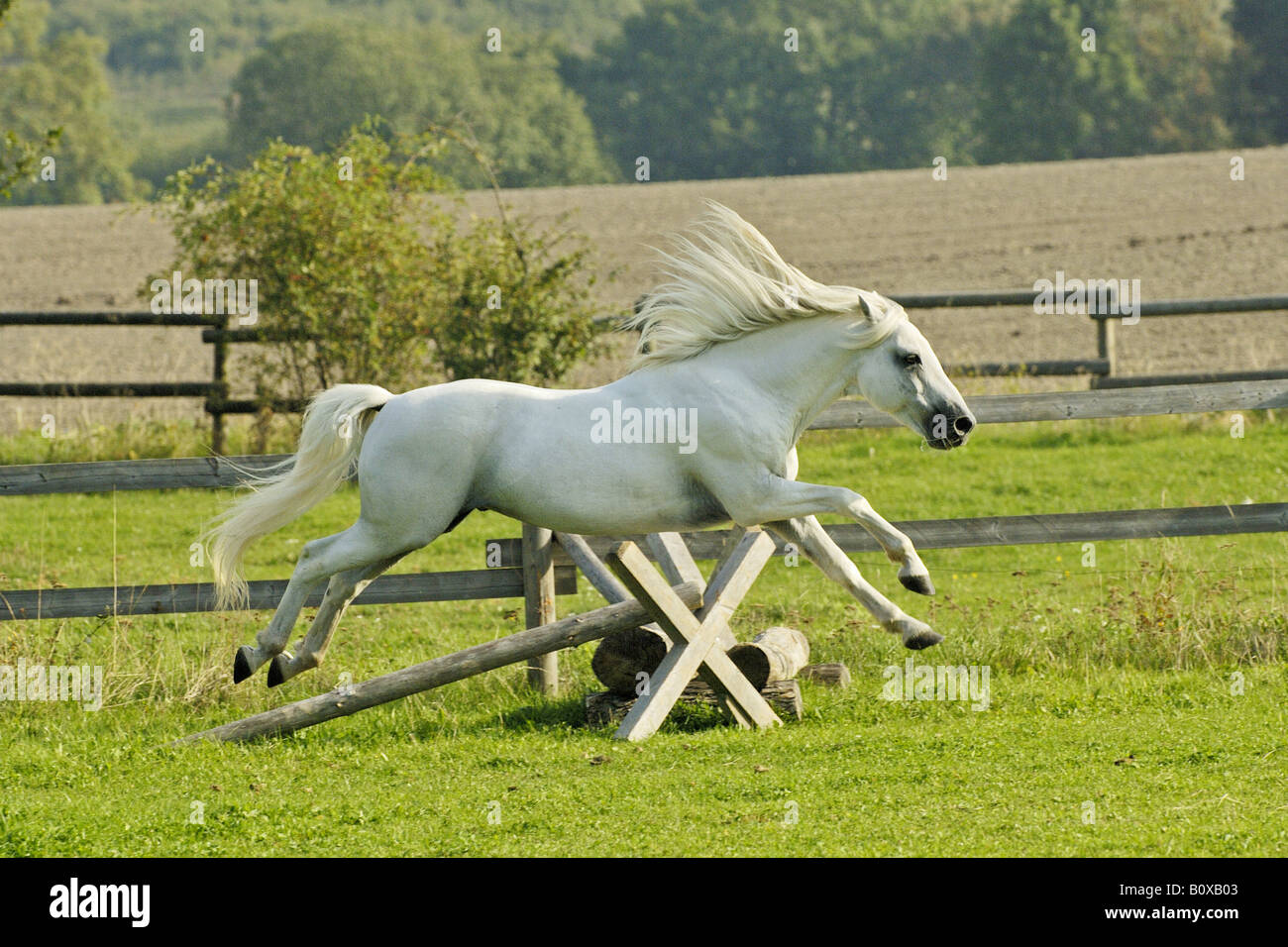 Connemara pony jumping hi-res stock photography and images - Alamy