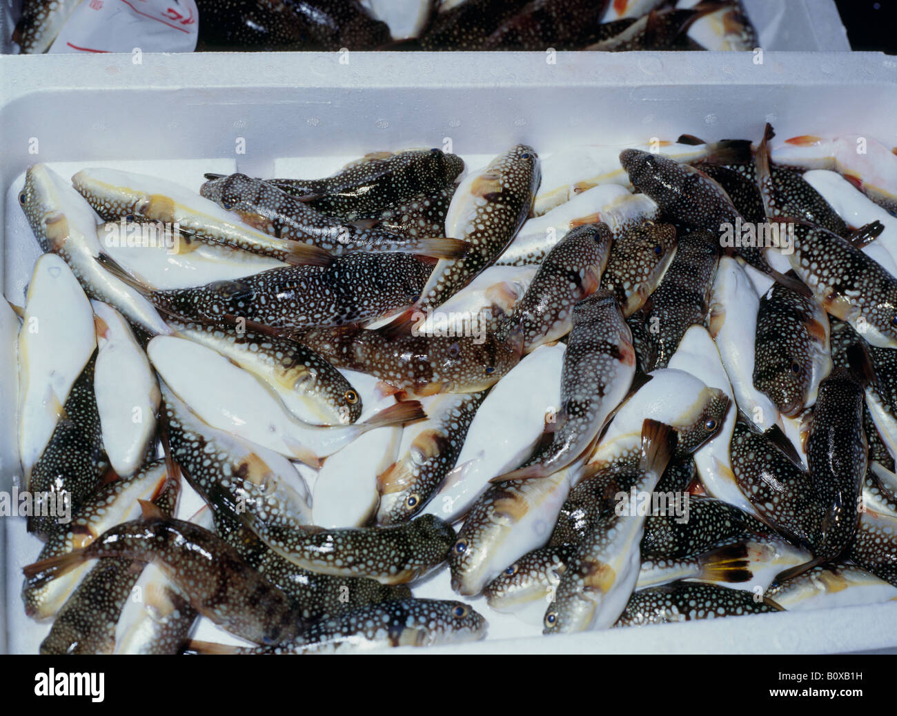 Balloonfish hi-res stock photography and images - Alamy