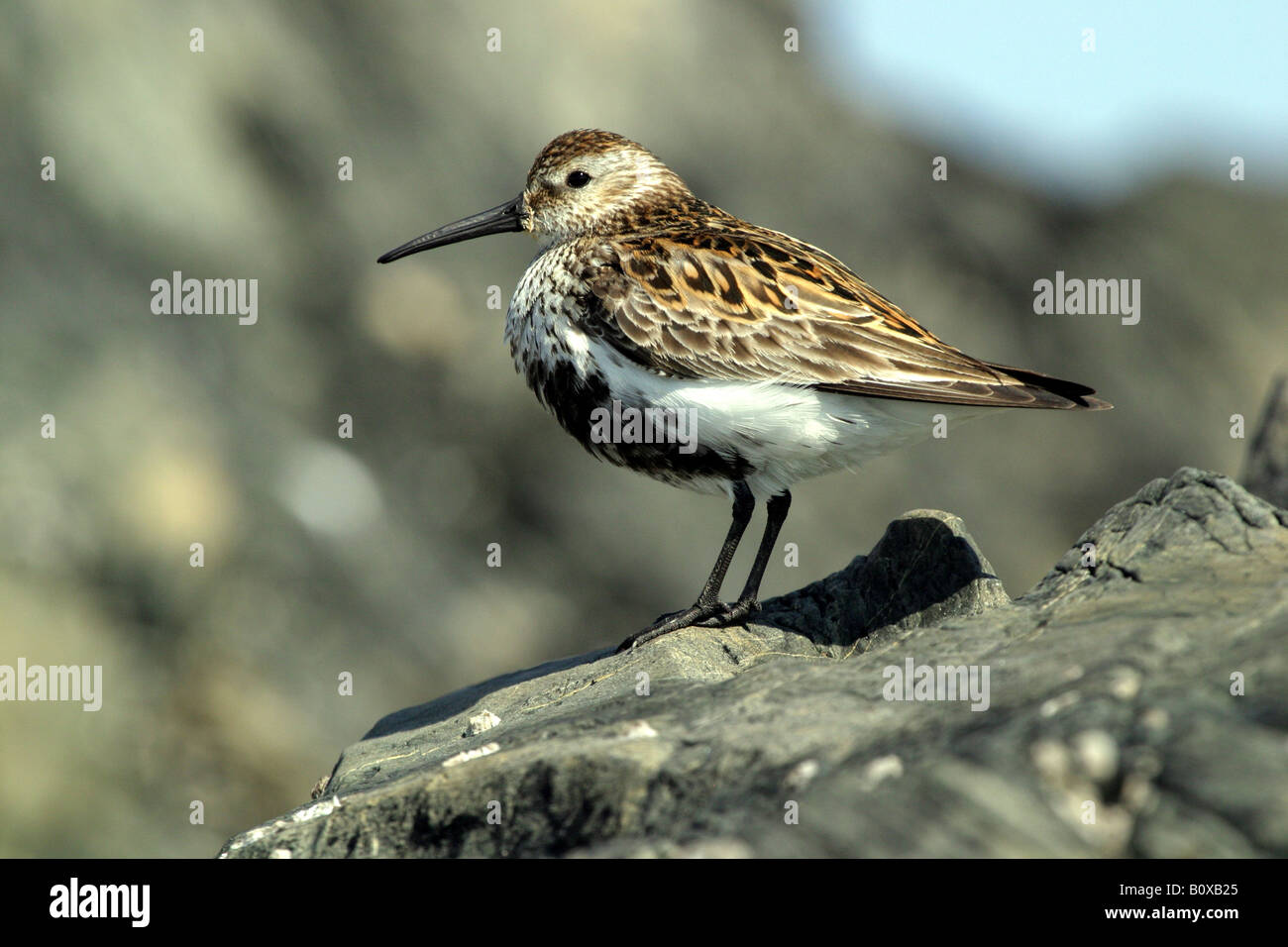 Dunlin Calidris Alpina on a rock on Scottish Island in summer Stock ...