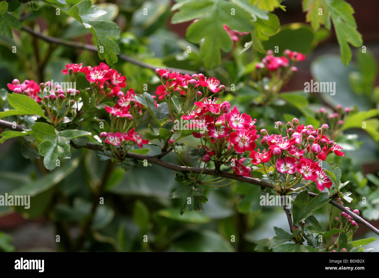 Hawthorn crimson cloud hi-res stock photography and images - Alamy