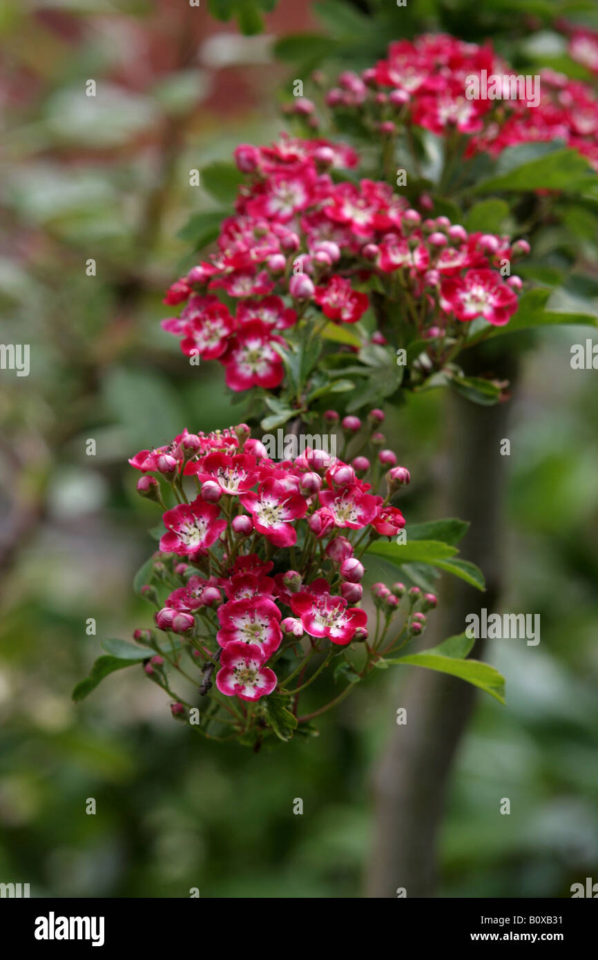 Hawthorn crimson cloud hi-res stock photography and images - Alamy