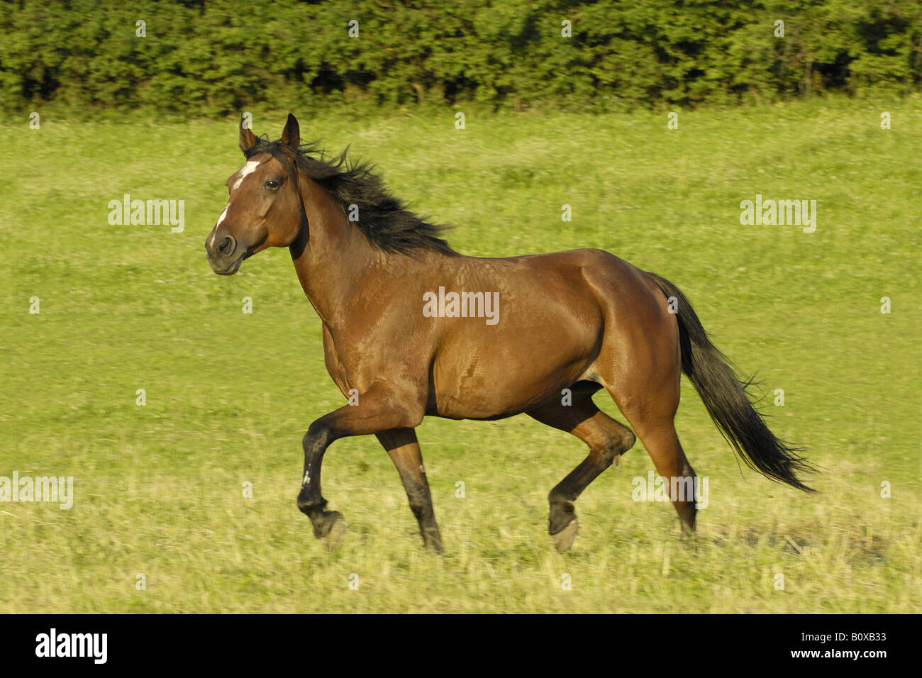 Trotter horse - trotting on meadow Stock Photo - Alamy