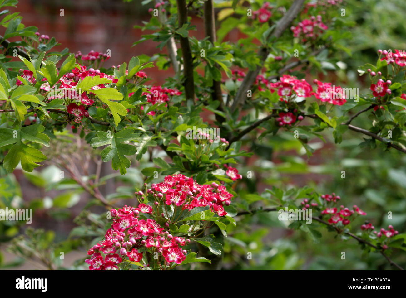 Hawthorn crimson cloud hi-res stock photography and images - Alamy