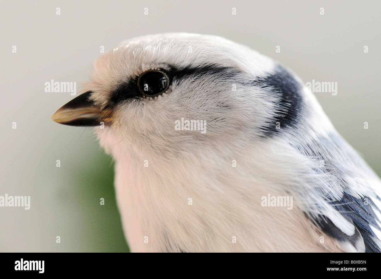 azure tit (Parus cyanus), portrait Stock Photo - Alamy
