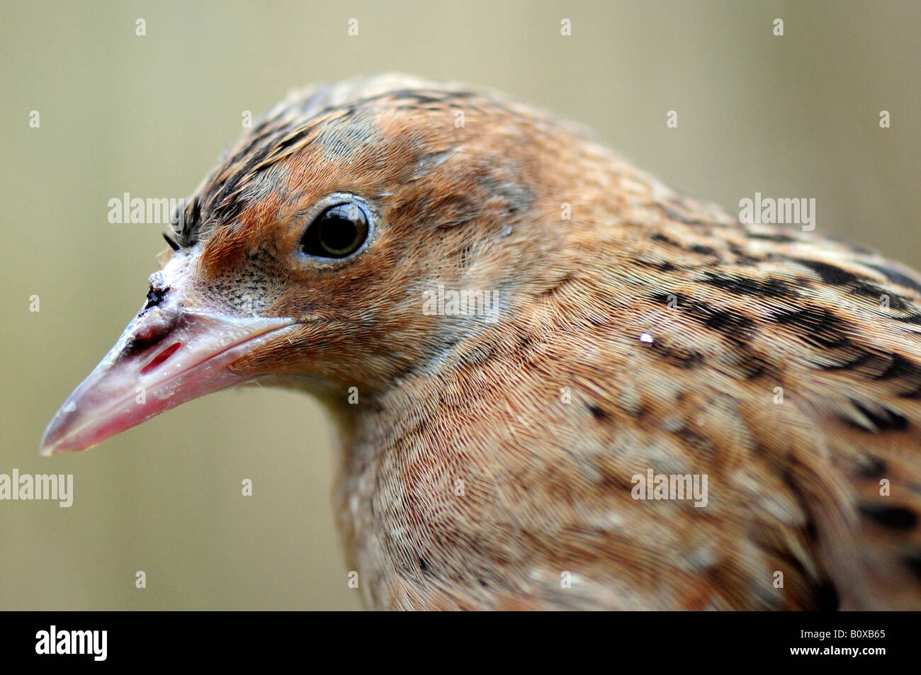 Corncrake crex crex hi-res stock photography and images - Alamy